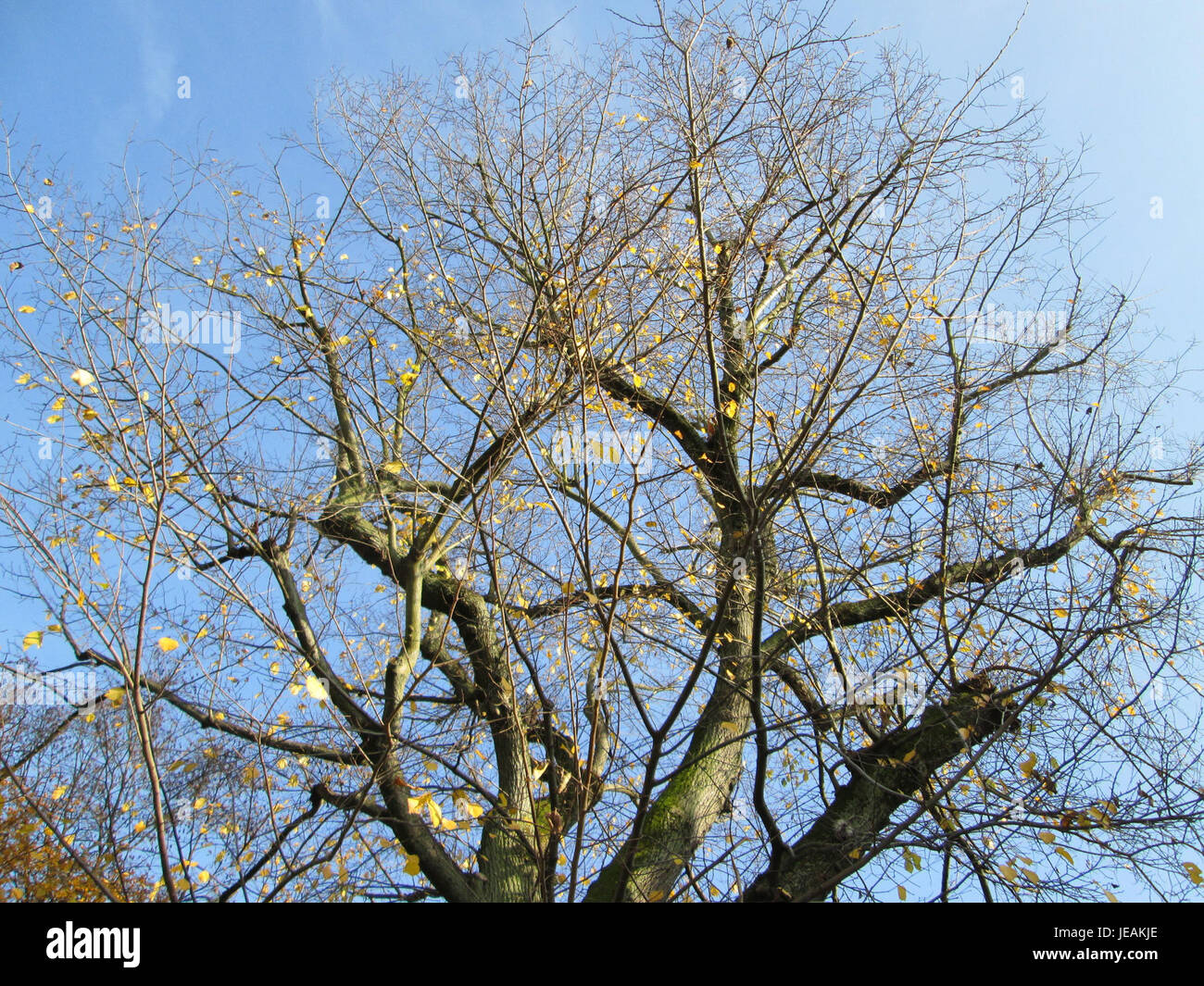 This image shows Tilia cordata, commonly known as the little-leaf ...