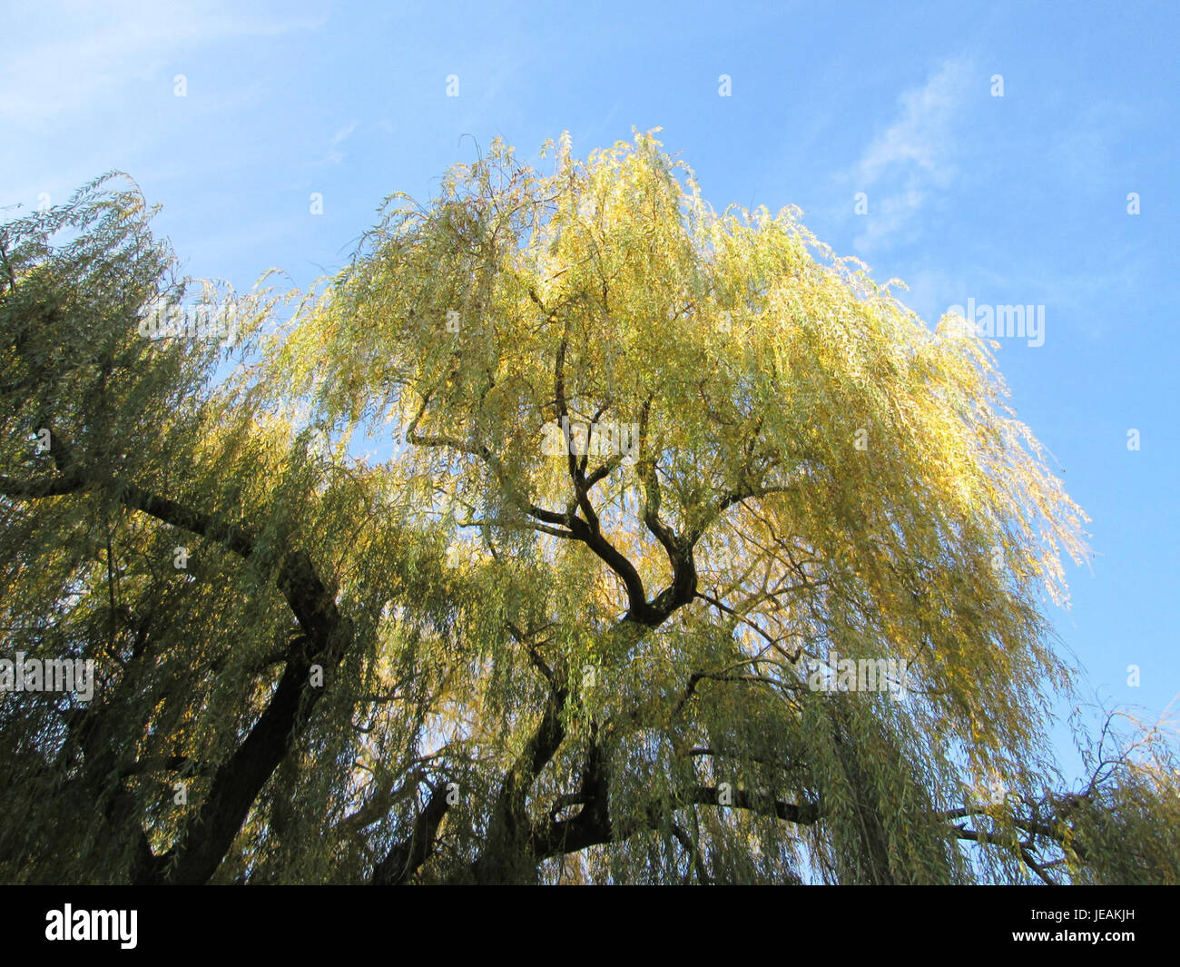 Salix sepulcralis, commonly known as weeping willow, is a species of ...