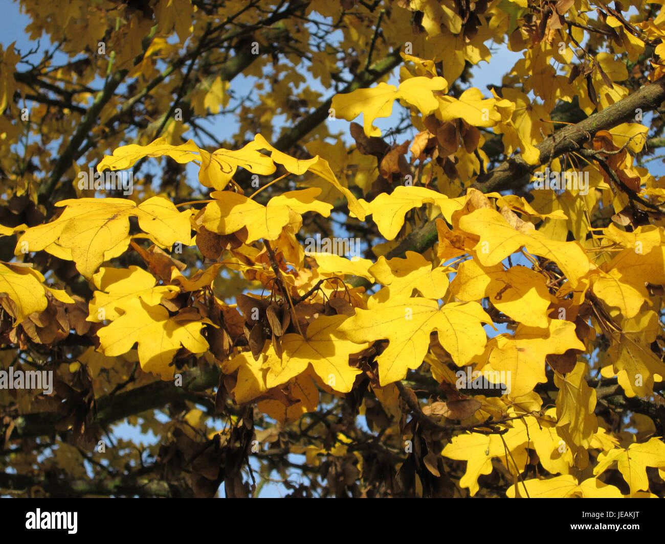 A photograph of Acer campestre, commonly known as field maple, taken on ...
