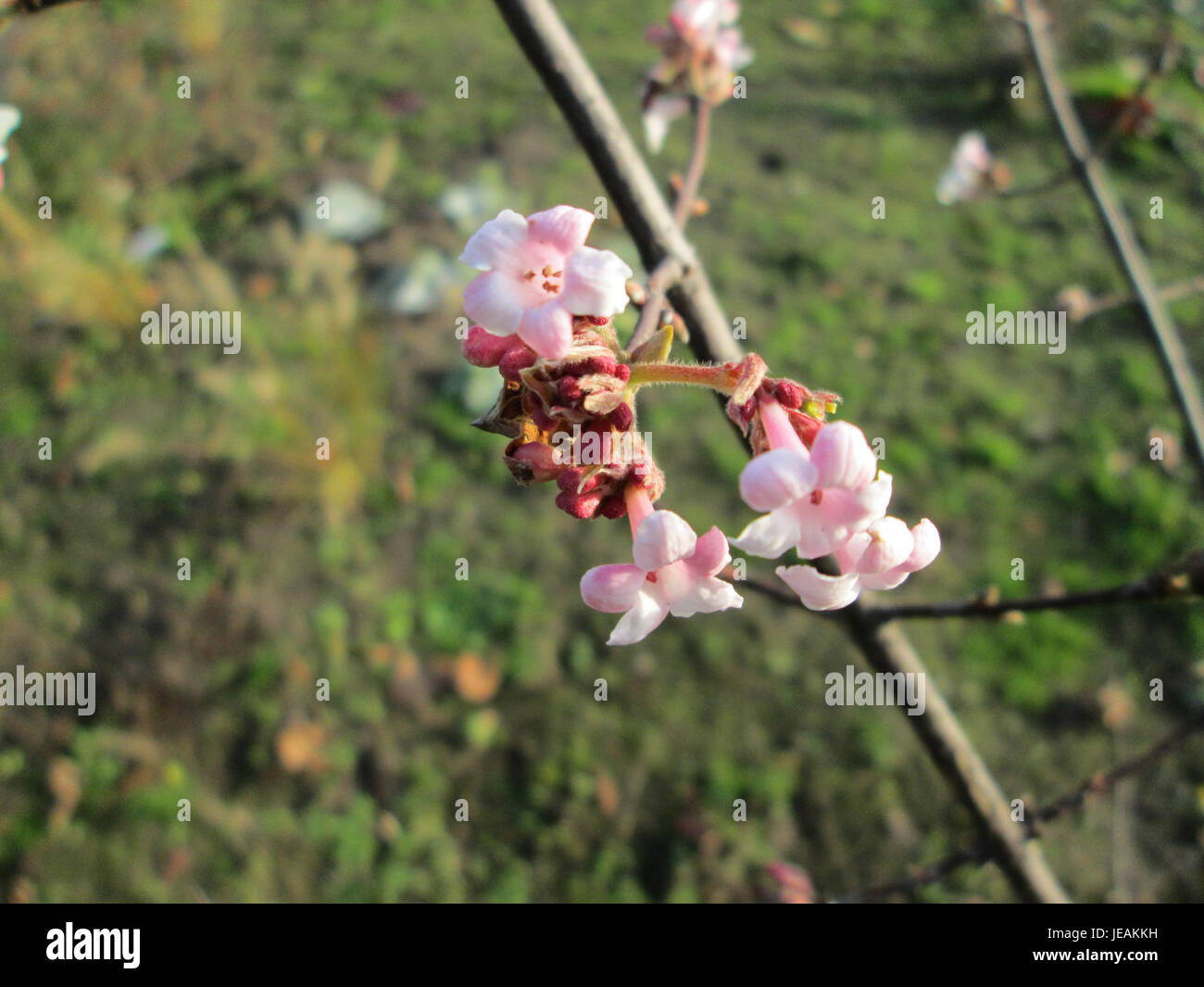 Viburnum bodnantense is a deciduous shrub native to China. It is valued ...