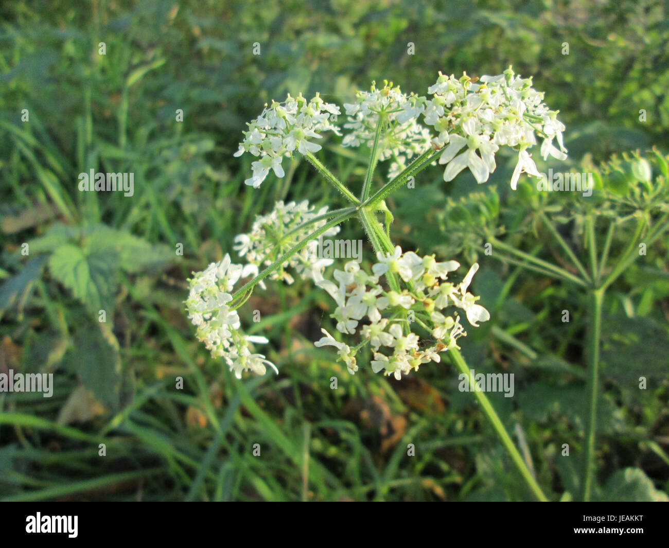 Toxic sap hi-res stock photography and images - Alamy