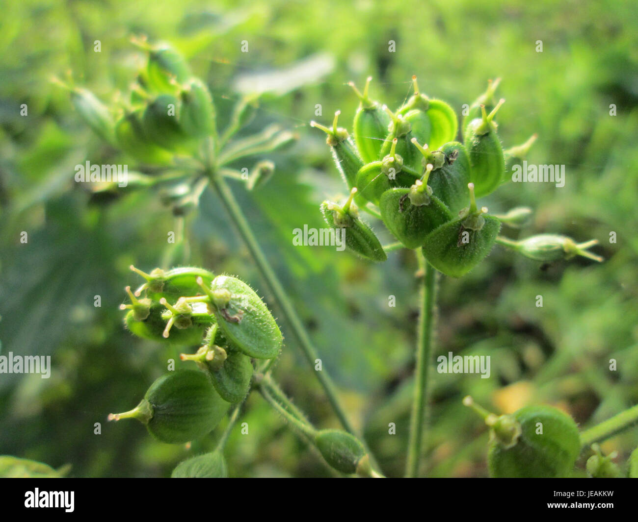 Umbrella shaped clusters hi-res stock photography and images - Alamy