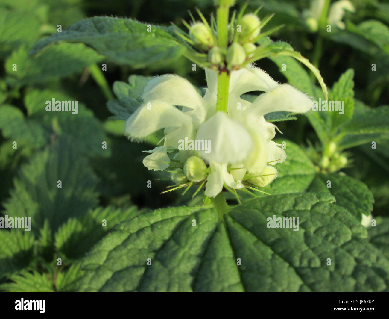 Lamium album, also known as white deadnettle, is a herbaceous plant ...