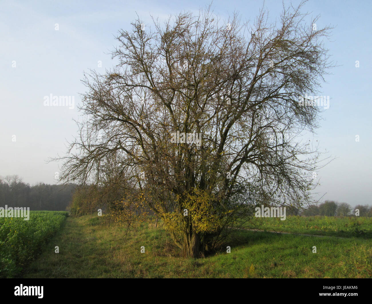 Prunus cerasifera, commonly known as the cherry plum, is a small ...