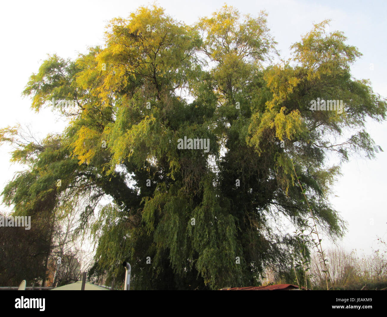 This image features Salix matsudana tortuosa, commonly known as the ...