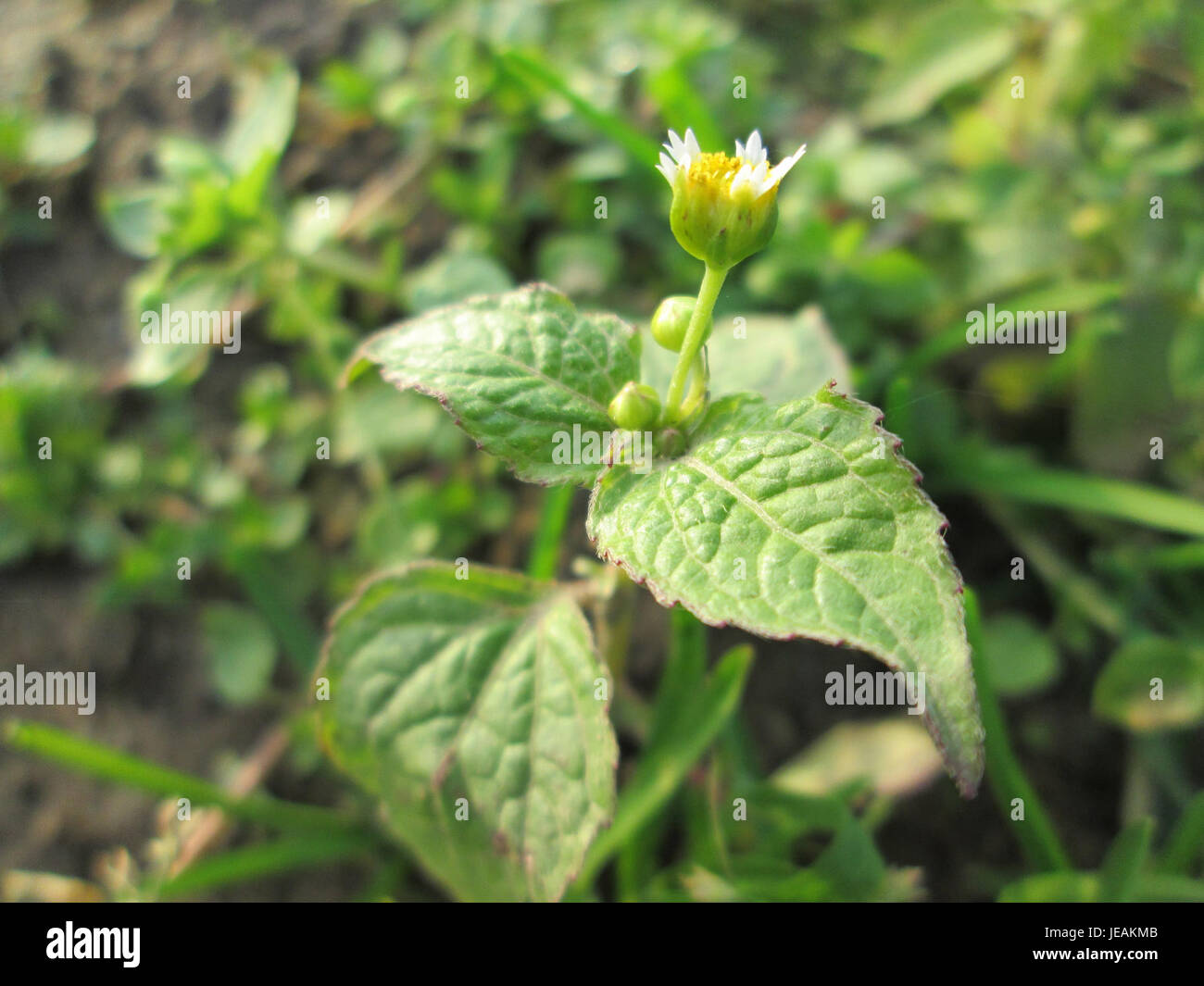 Galinsoga parviflora botanical hi-res stock photography and images - Alamy