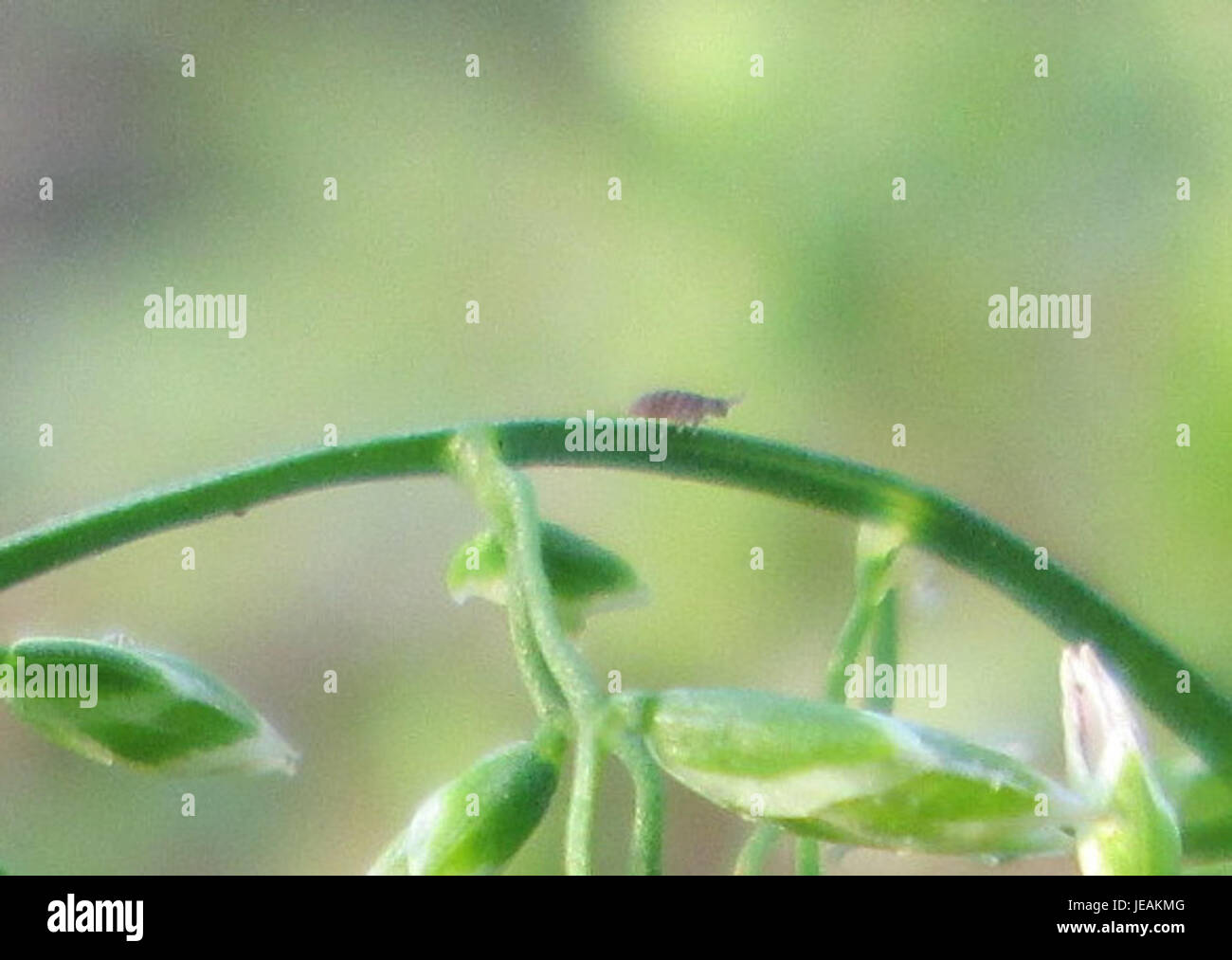 Air Interdiction Agent Craig Colquitt with U.S. Customs and Border ...