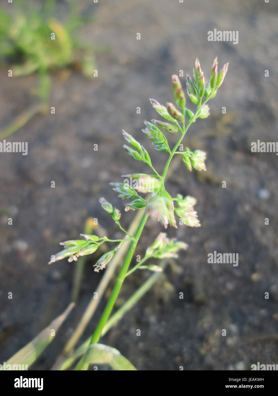 A photograph of Poa annua, commonly known as annual bluegrass, taken on ...