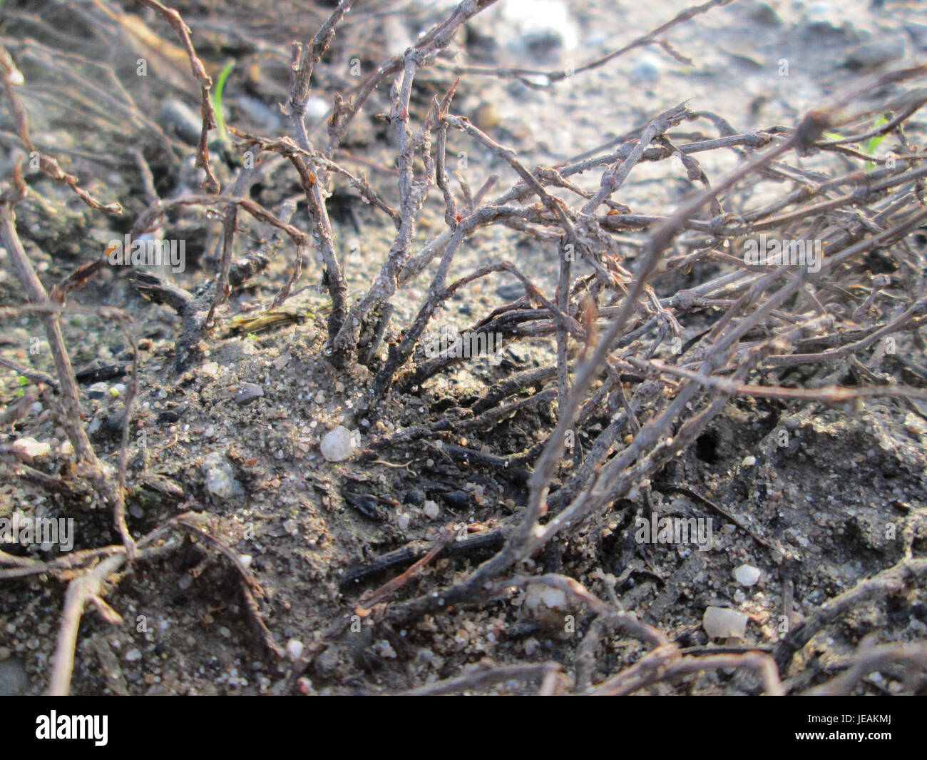 Common knotweed plant polygonum hi-res stock photography and images - Alamy