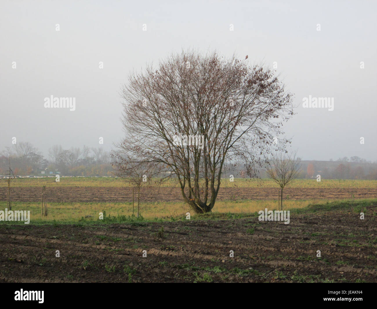 A photograph taken on November 23, 2014, showing Carpinus betulus ...