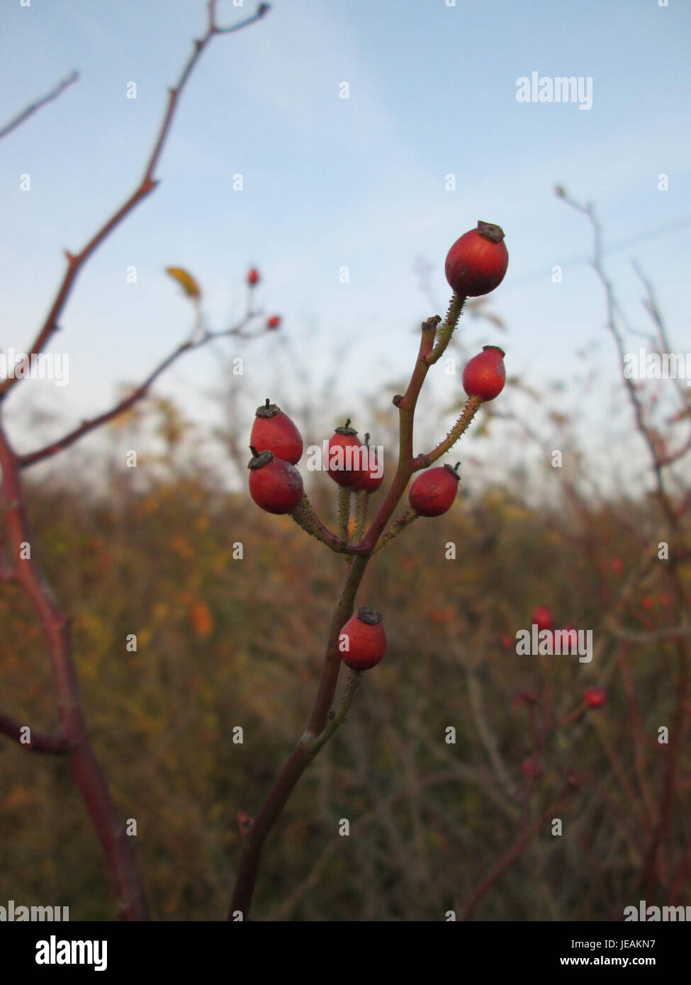 Rosa multiflora, commonly known as multiflora rose, is a fast-growing ...