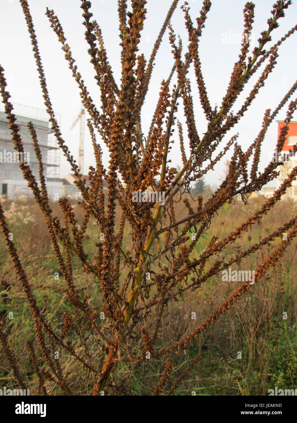 Reseda luteola, commonly known as weld, is a yellow-flowered plant used ...