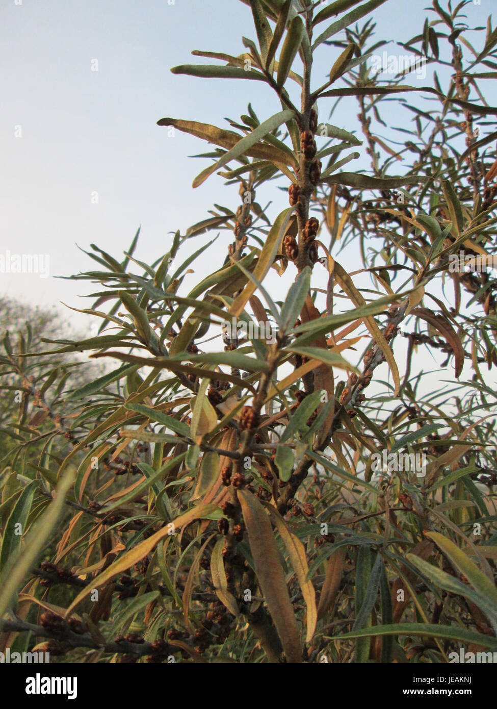 Hippophae rhamnoides, commonly known as sea buckthorn, is a shrub ...