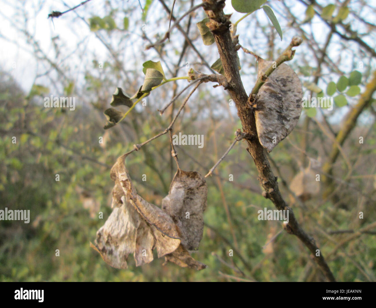 Colutea arborescens, commonly known as tree clover, is a deciduous ...
