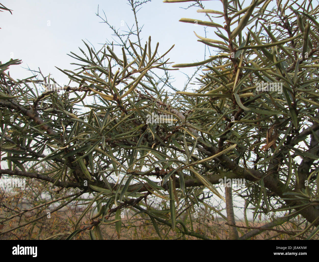 A photograph of the Hippophae rhamnoides, commonly known as sea ...