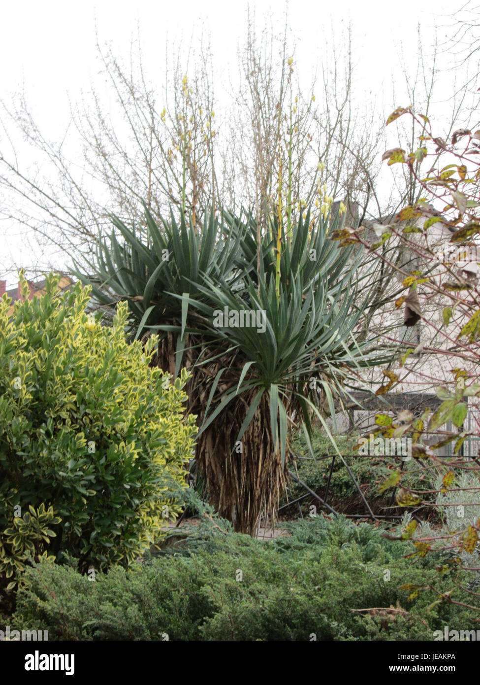 Yucca gloriosa, also known as the Spanish Bayonet, is a flowering plant ...