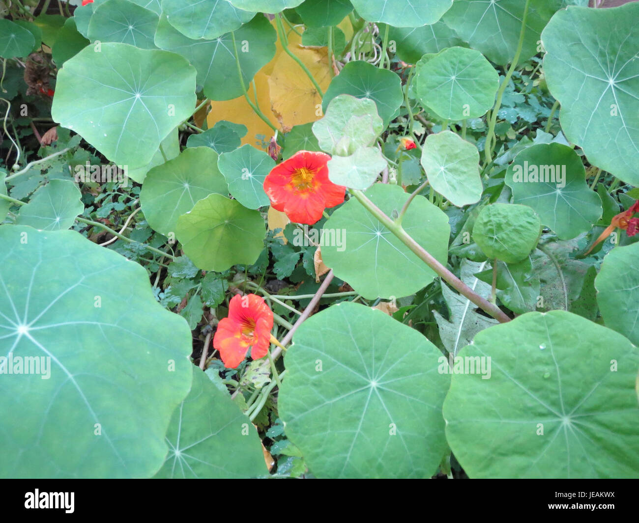 Tropaeolum majus, commonly known as the nasturtium, is a flowering ...
