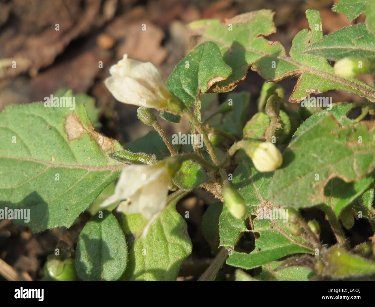 Solanum nigrum species hi-res stock photography and images - Alamy