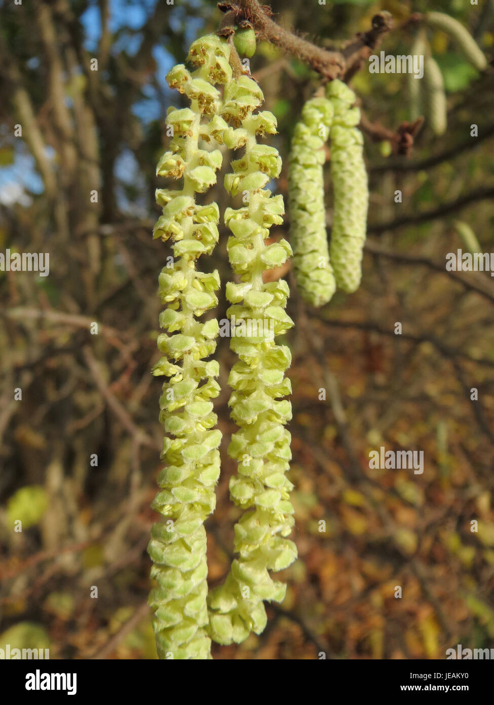 A botanical study of Corylus avellana, commonly known as the European ...