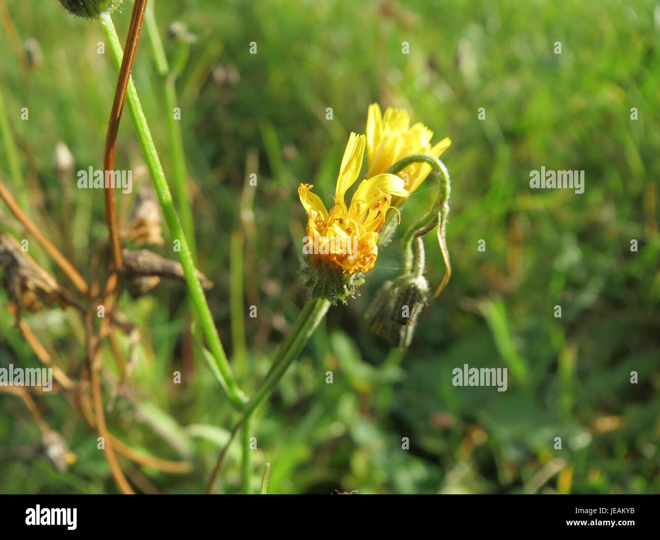 Plant species hypochaeris radicata hi-res stock photography and images ...