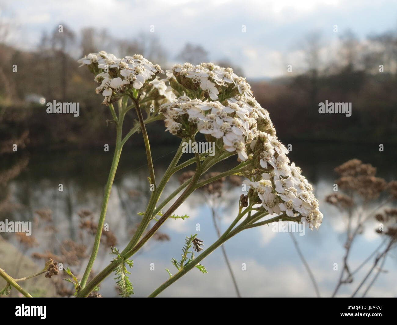 Achillea millefolium, commonly known as yarrow, a perennial herb known ...