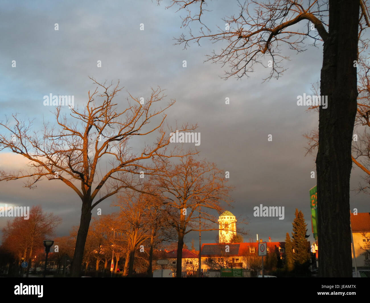 Robinia pseudoacacia, commonly known as black locust, is a deciduous ...