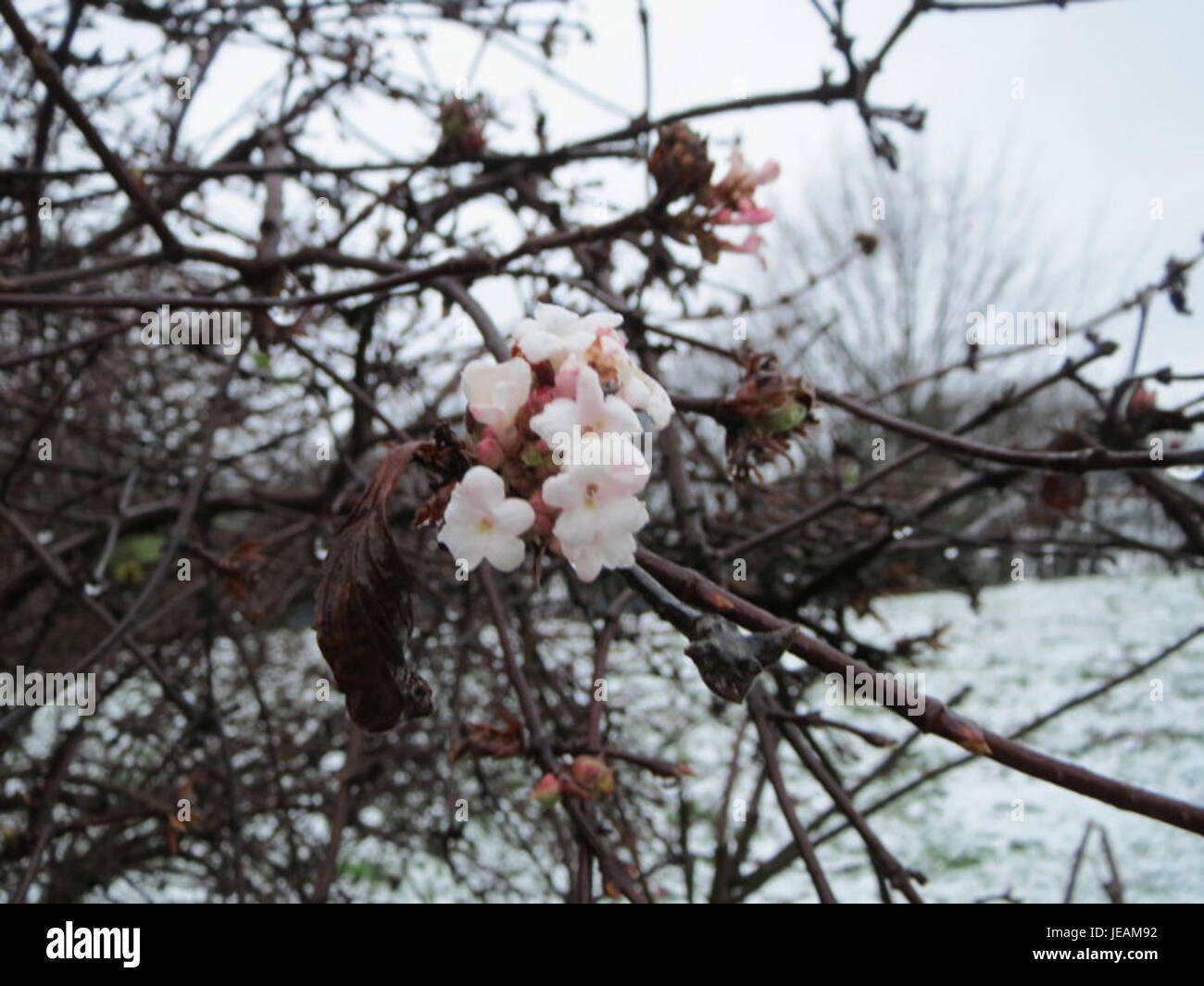 Viburnum bodnantense is a deciduous shrub known for its fragrant winter ...