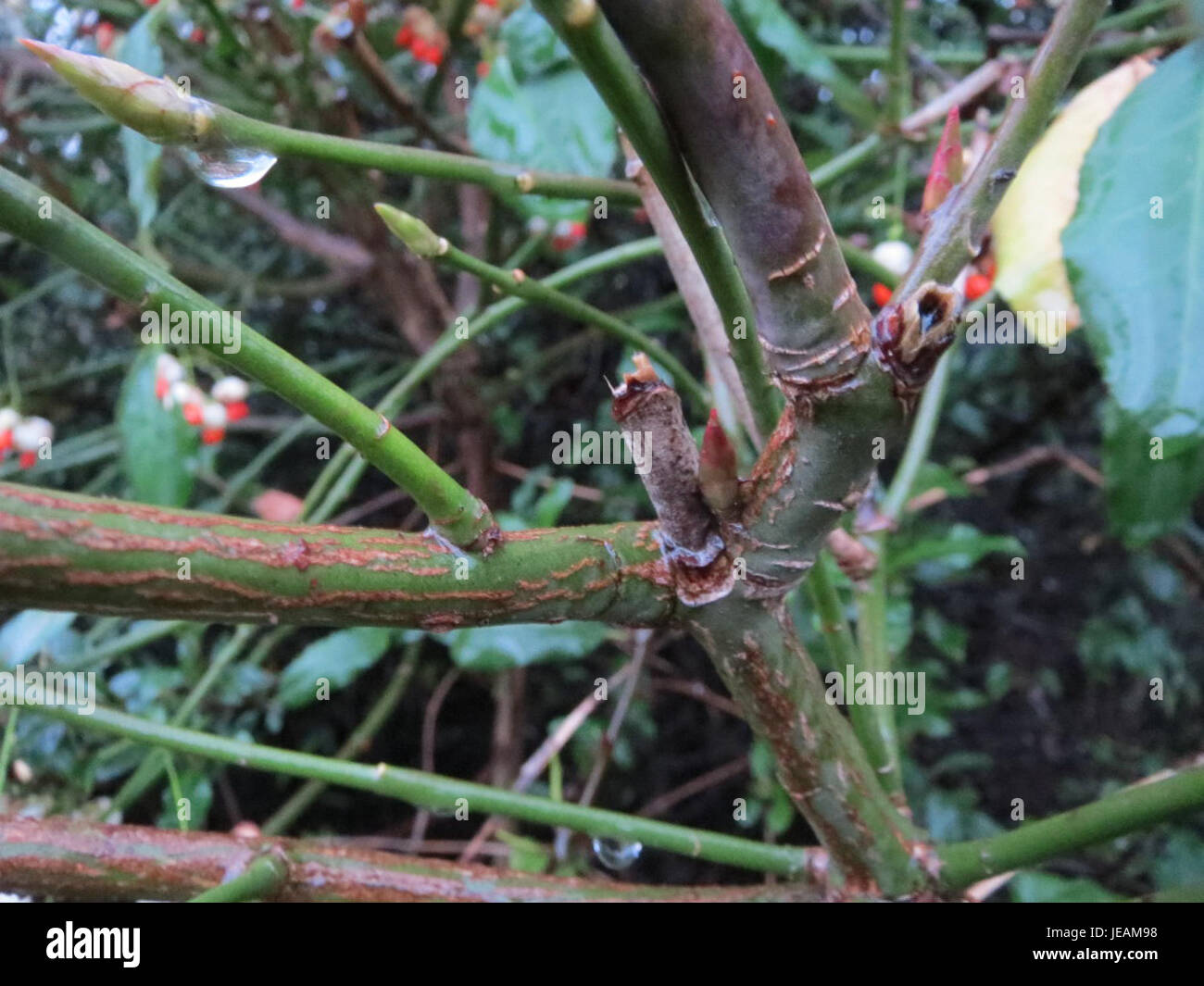 Euonymus japonicus, commonly known as Japanese spindle tree, is an ...