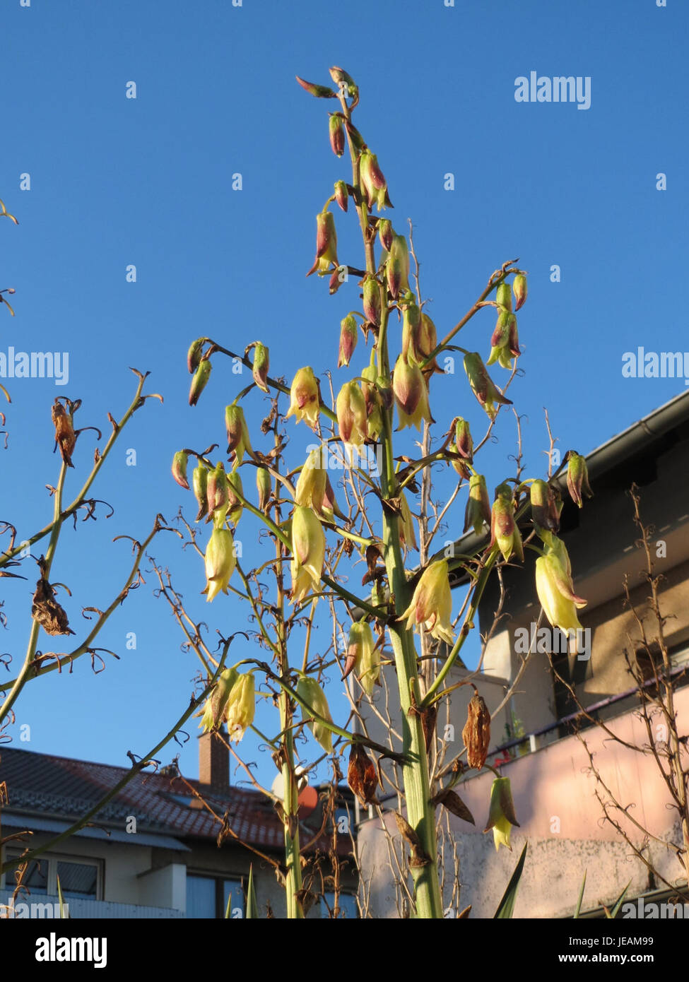 Yucca glorious hi-res stock photography and images - Alamy