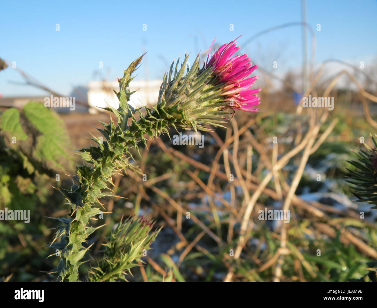 Carduus acanthoides flowering prickly thistle hi-res stock photography ...