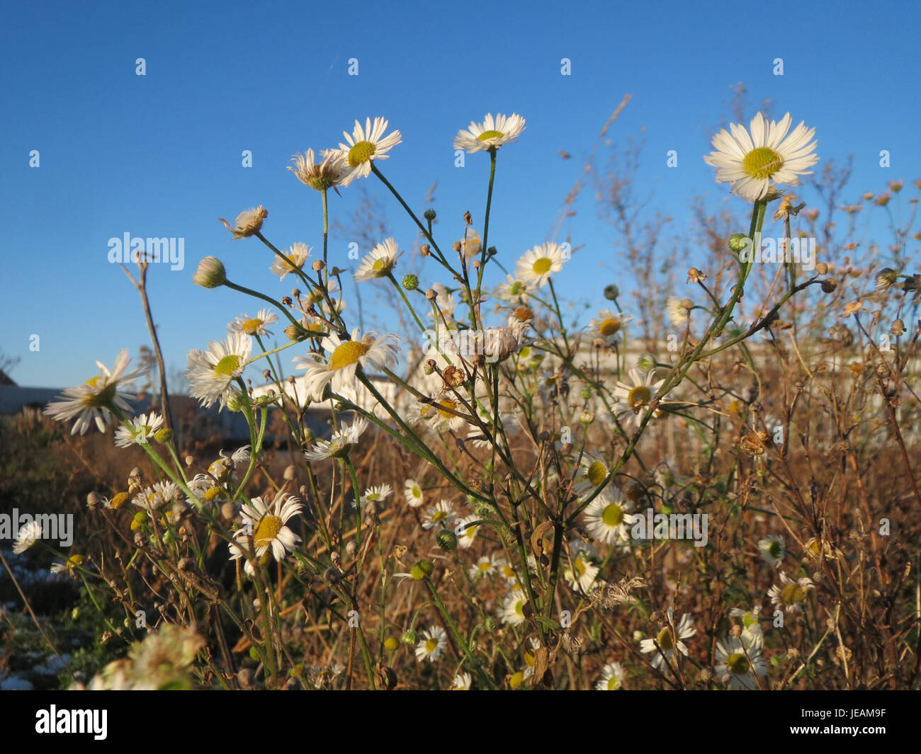 A photograph of Erigeron annuus, commonly known as annual fleabane ...