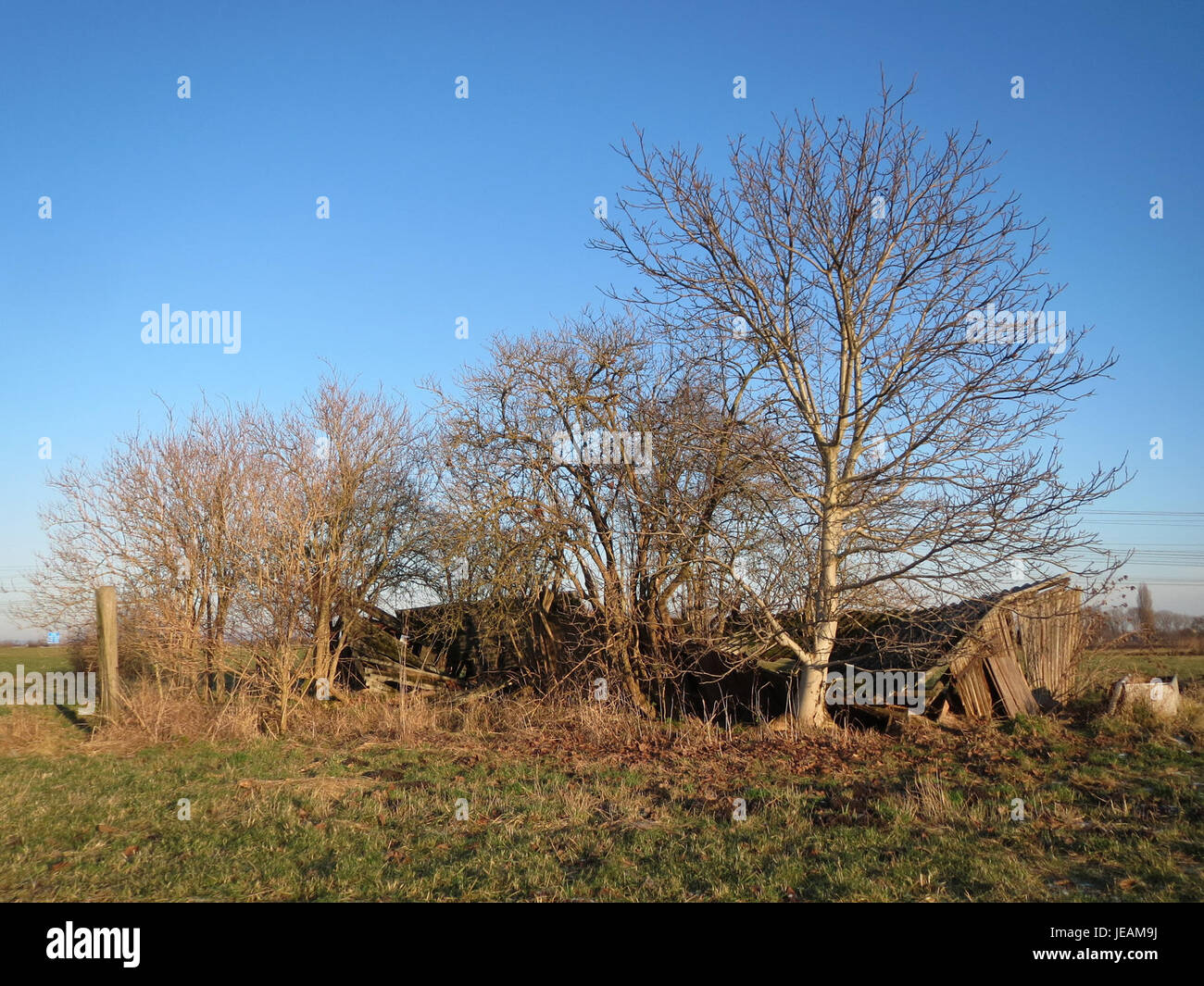 Juglans regia, also known as the English walnut, shown on December 28 ...
