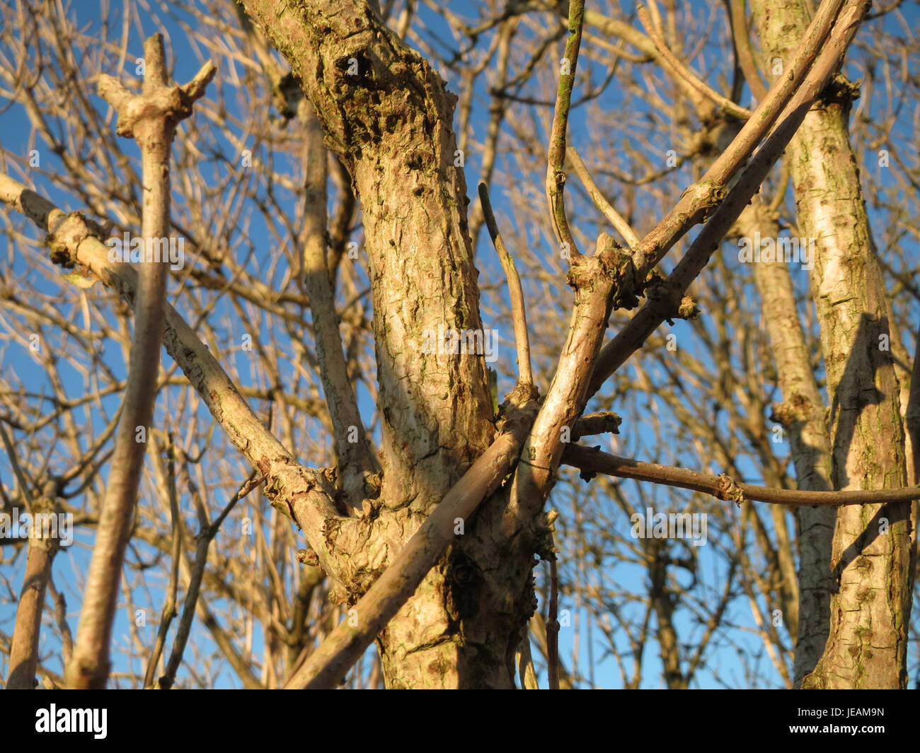 Nigra line hi-res stock photography and images - Alamy