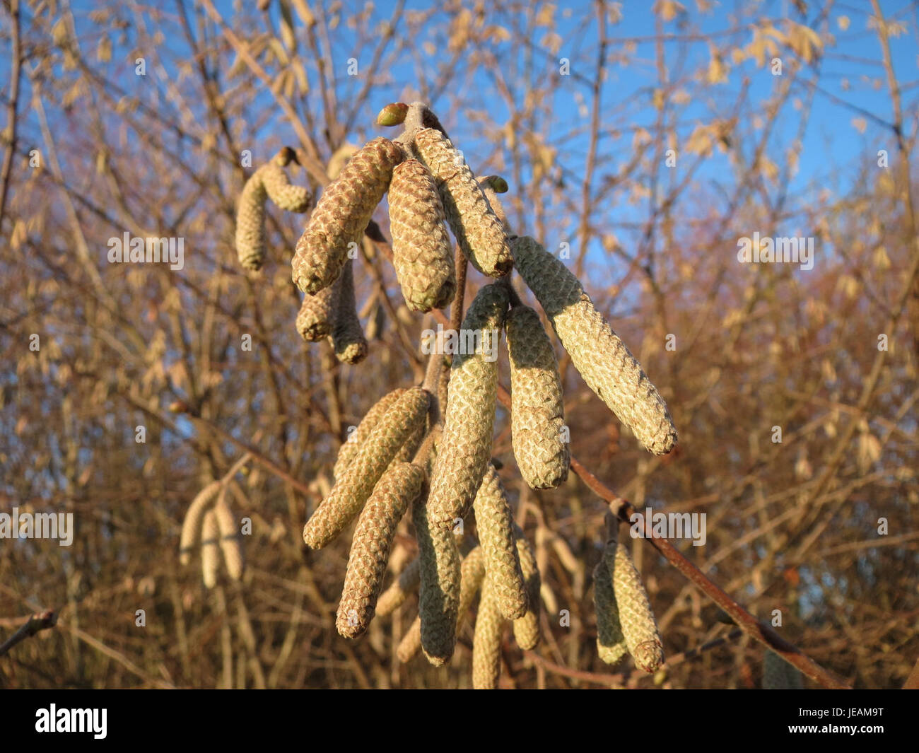 Corylus avellana, commonly known as the hazel tree, is a deciduous ...