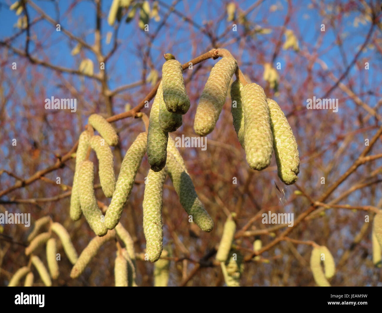 Corylus avellana, also known as the European hazel, is a deciduous ...
