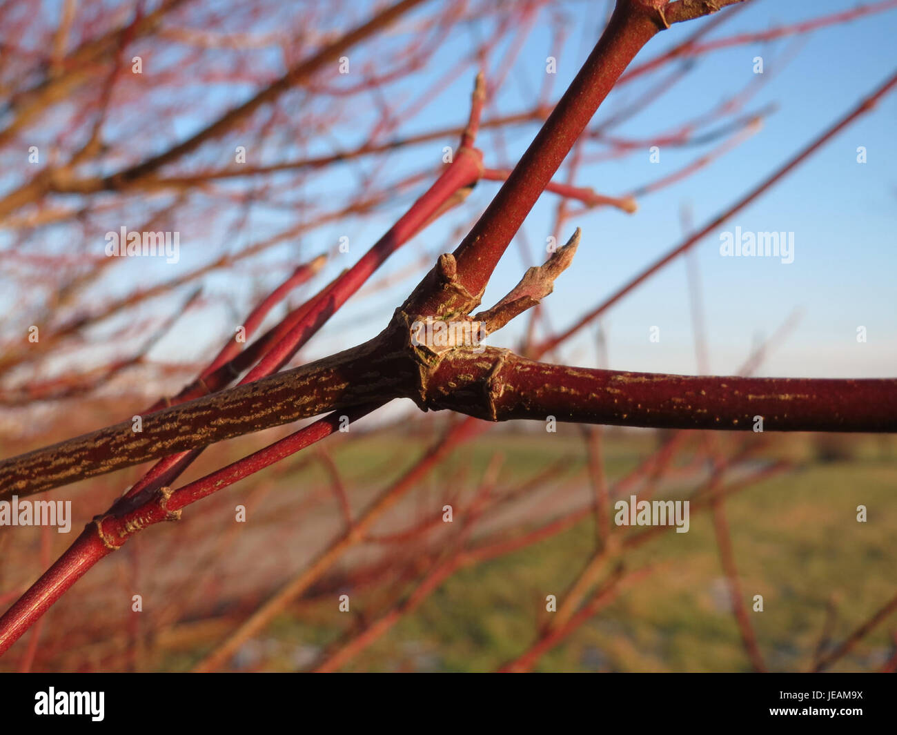 *Cornus sanguinea*, commonly known as bloodtwig dogwood, is featured in ...