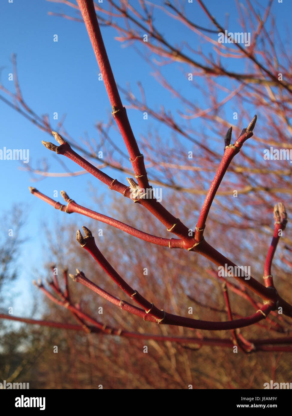Cornus sanguinea, also known as the Bloodtwig Dogwood, is a deciduous ...