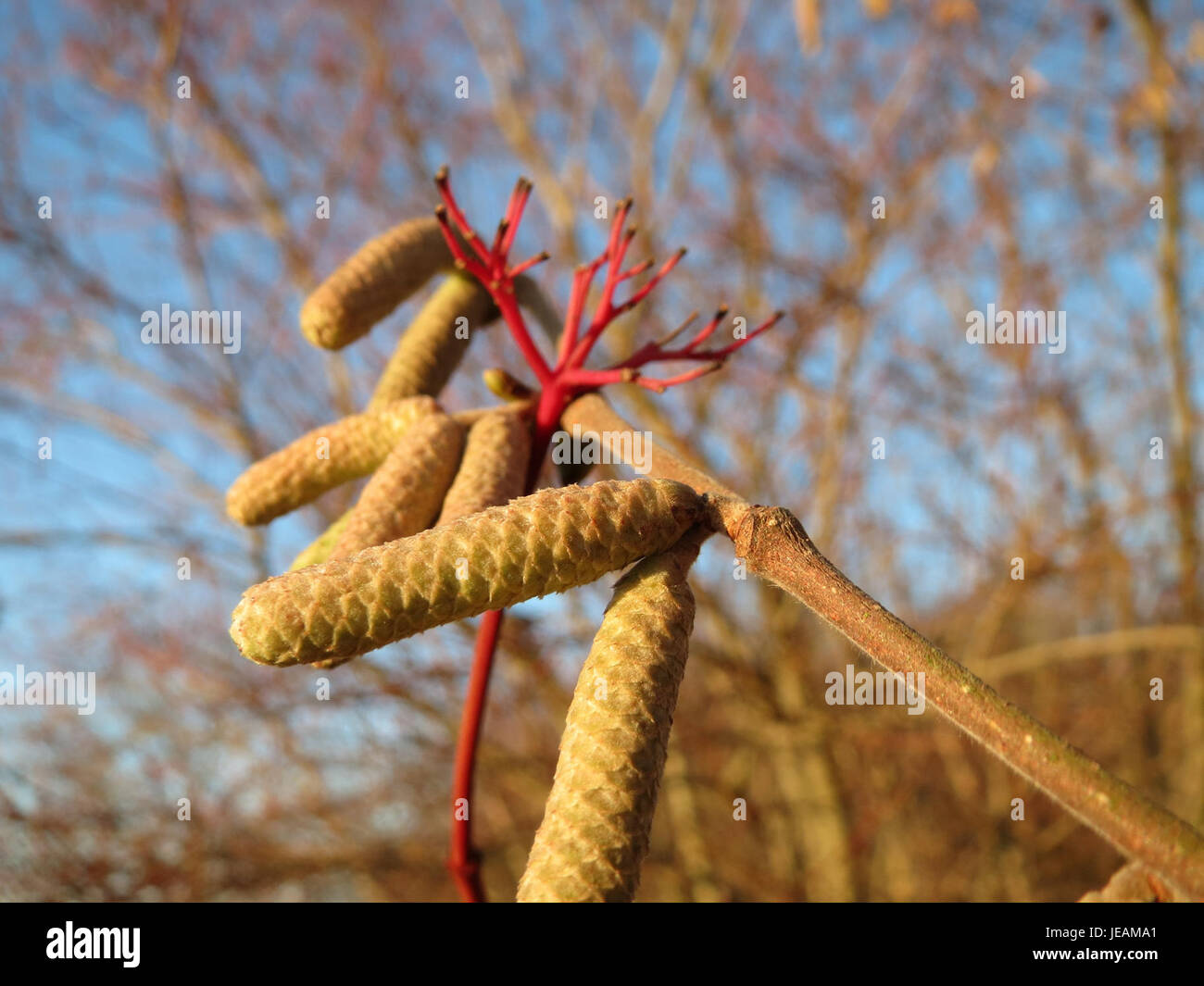 Corylus avellana, commonly known as the common hazel, is a deciduous ...