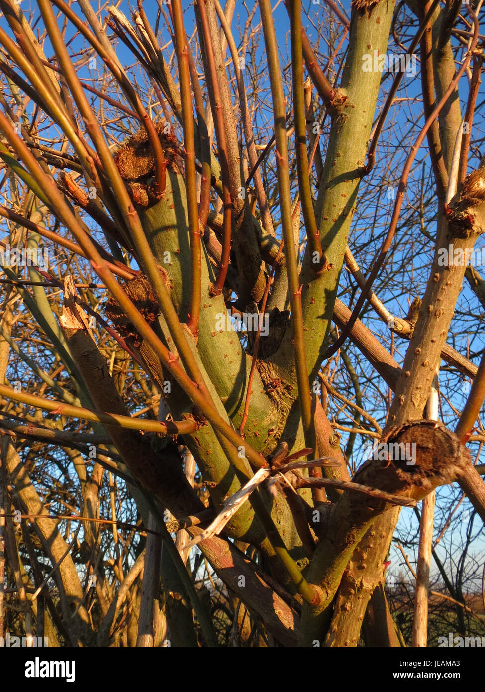 Goat willow tree salix hi-res stock photography and images - Alamy