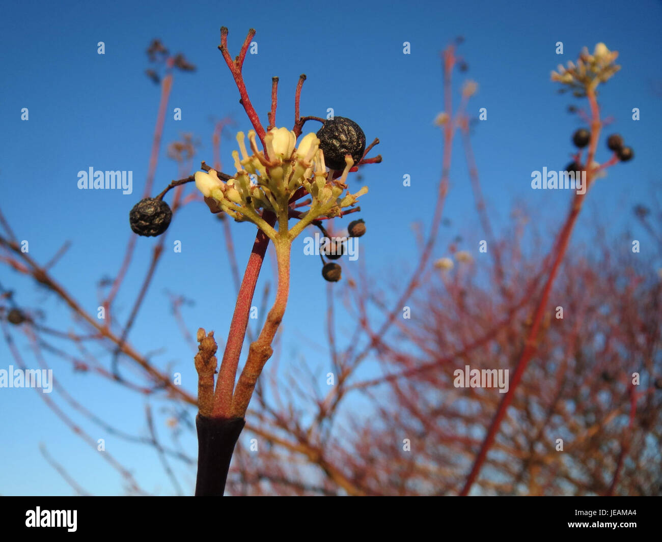 Bloodtwig dogwood cornus sanguinea hi-res stock photography and images ...