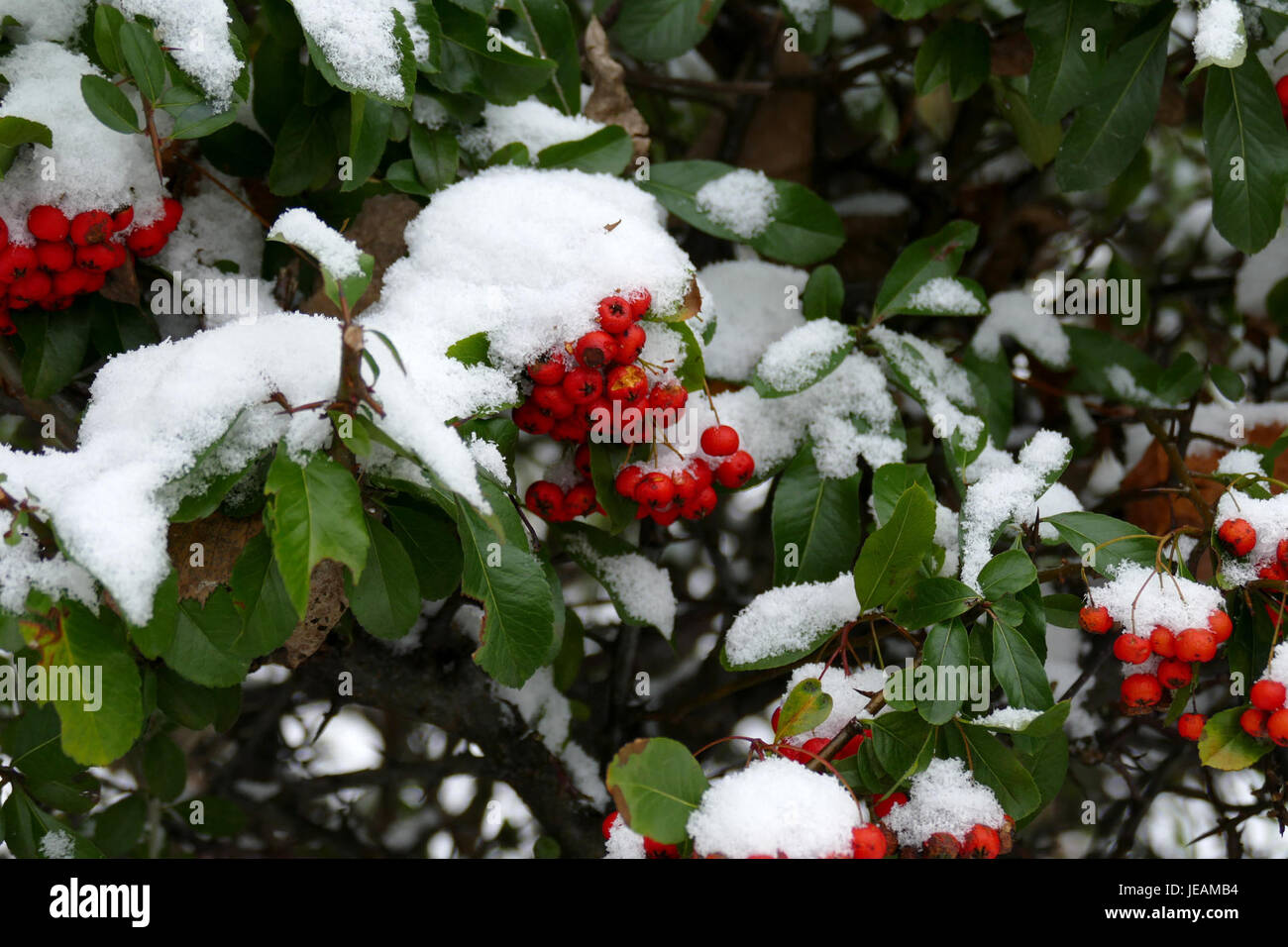 Rowan berries known mountain hi-res stock photography and images - Alamy