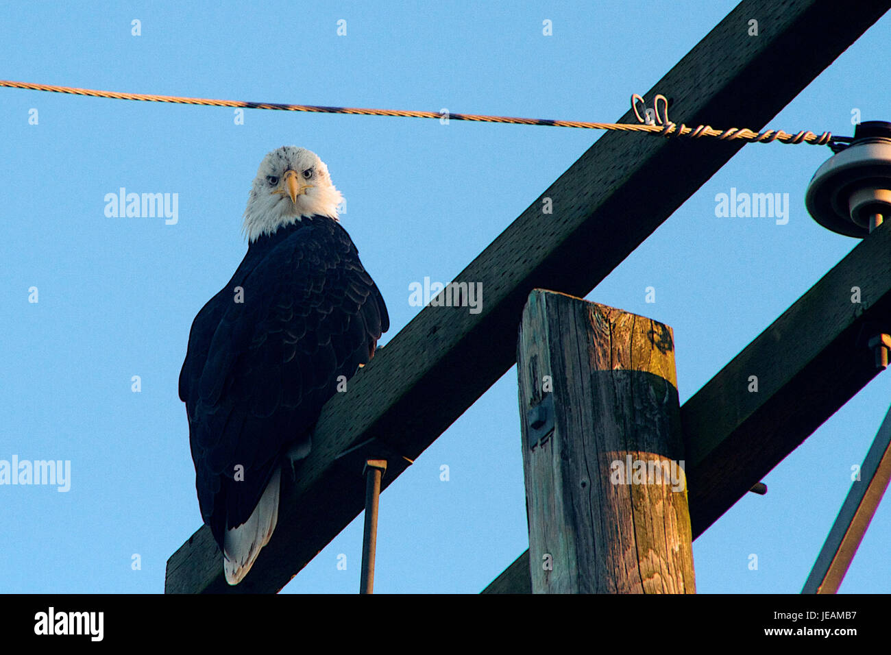 This photograph captures a humorous moment during a staring contest ...