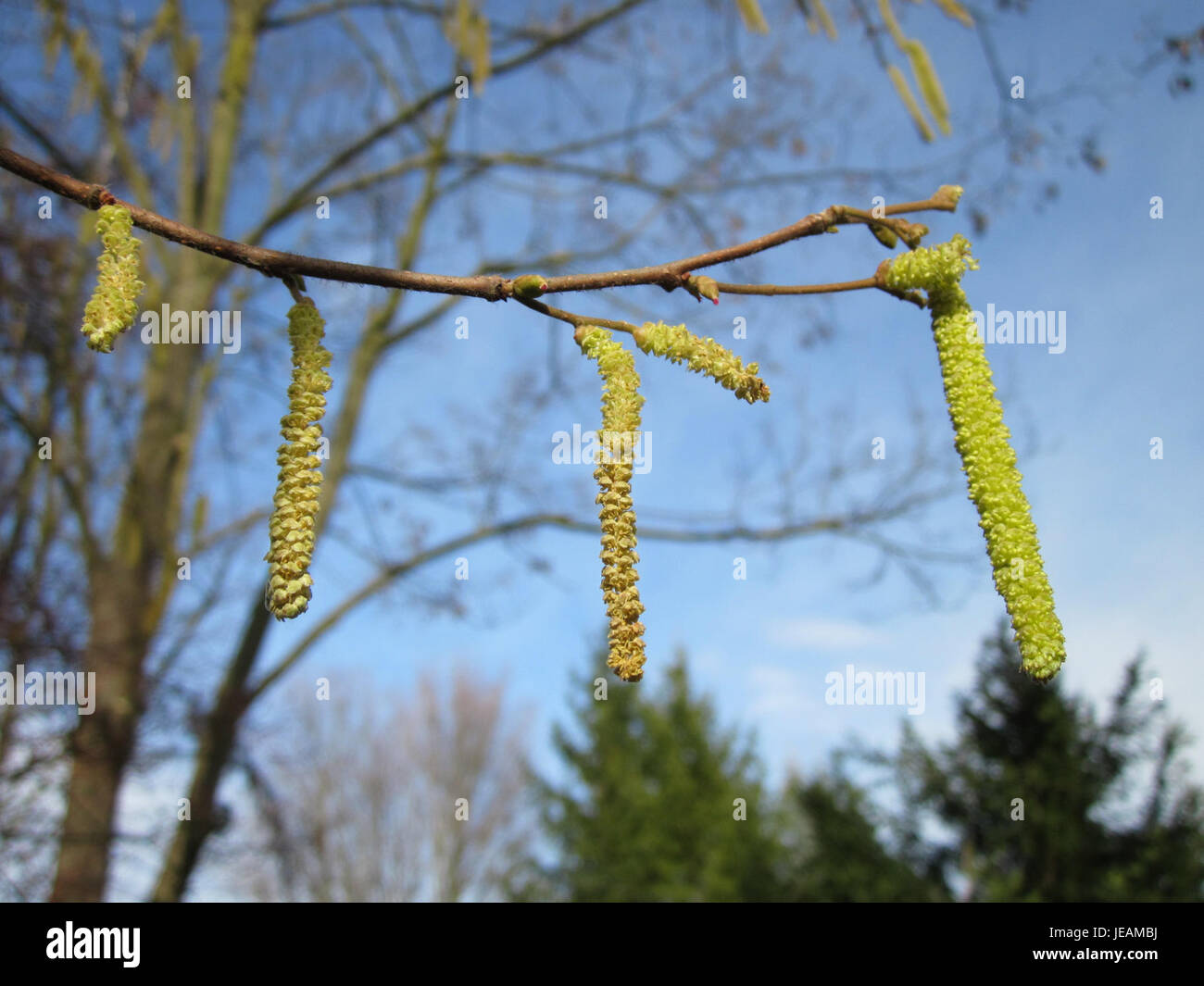 A photograph from January 31, 2013, showing Haselnuss, also known as ...