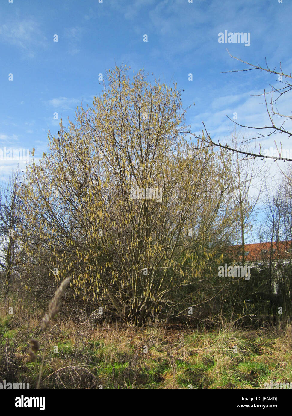This image depicts a hazelnut tree in Hockenheim, Germany, captured on ...