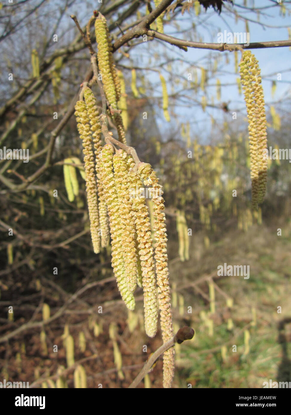 This image from January 31, 2013, shows a Hazelnut plant (Corylus avellana) in Hockenheim ...