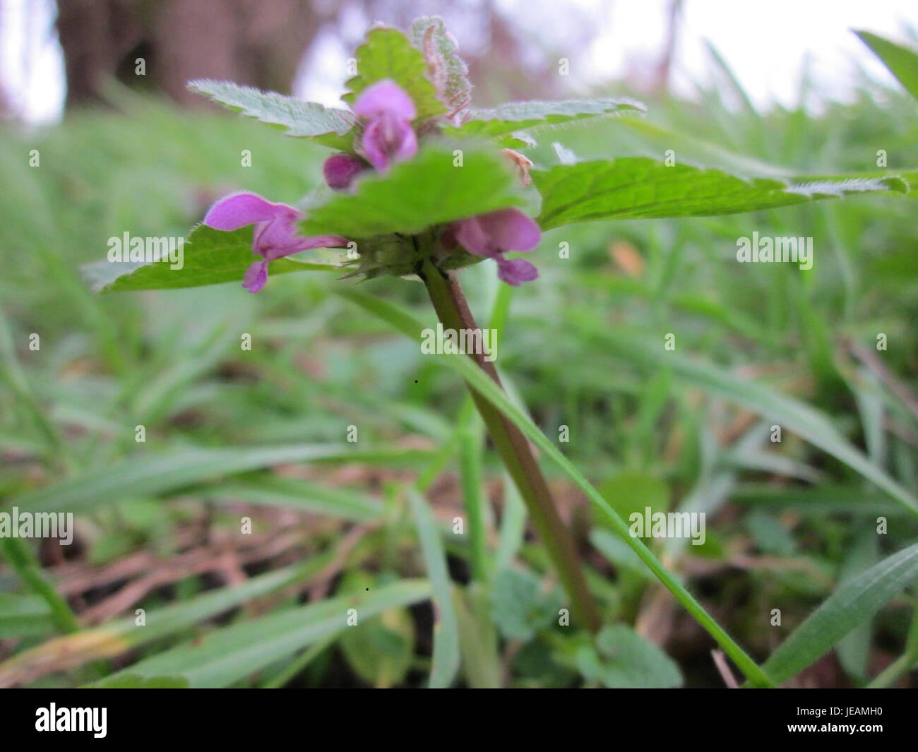 This image showcases a Spaten, a traditional German tool used for ...