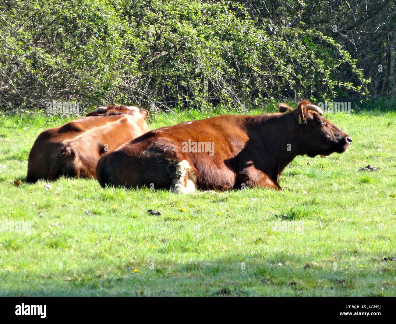 'Brandrode runderen bij Leusveld' refers to a herd of Brandrode cattle ...