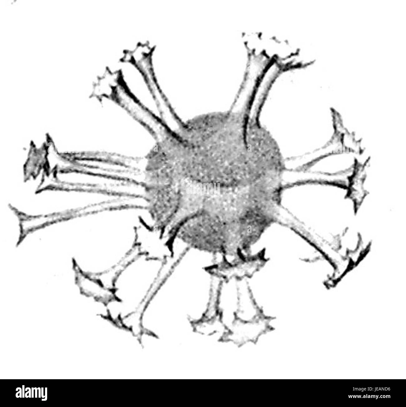 Single celled drawing hi-res stock photography and images - Alamy