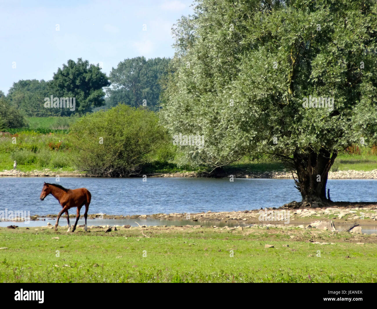 A 2014 photograph taken in Buitenwaarden, located north of Wijhe in the ...