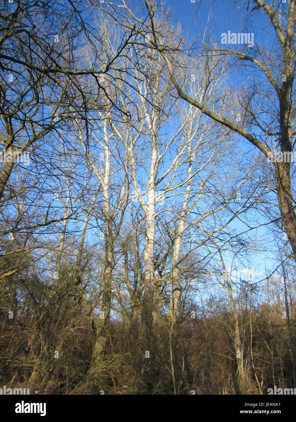 Traditional spade spades gardening tool tools hi-res stock photography ...